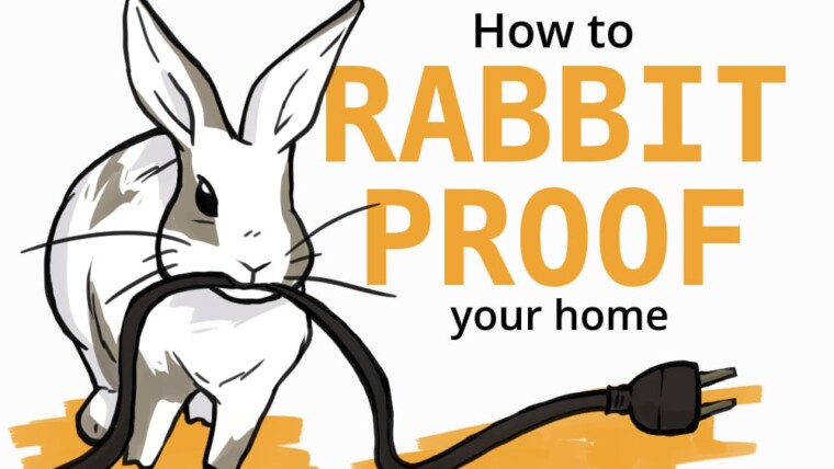 Pinworms in Rabbits – Exotic Bird Hospital Portal